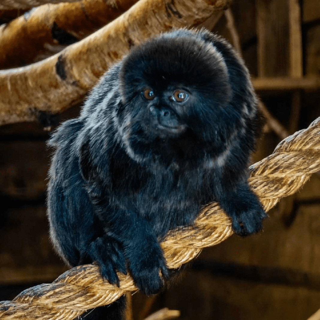 Birmingham Wildlife Conservation Park: A Part of the Natural History ...